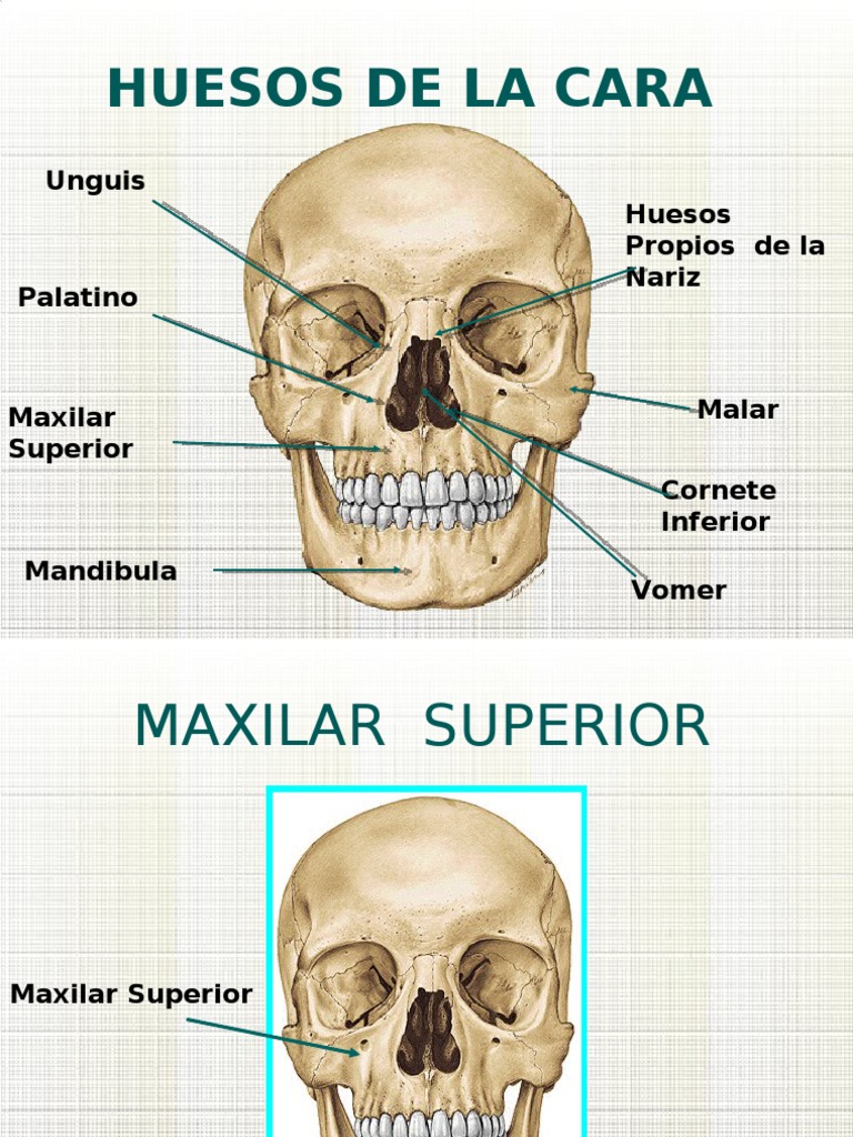 Huesos de la Cara: Anatomía y Nombres | PDF | Sistema ...