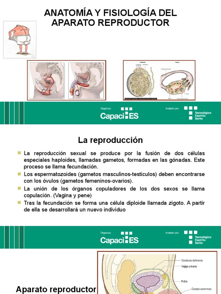 Aparato Reproductor | PDF | Sistema reproductivo | Órgano (anatomía)