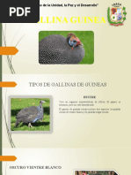 Producción y características de la gallina de guinea | PDF | Pollo | La ...