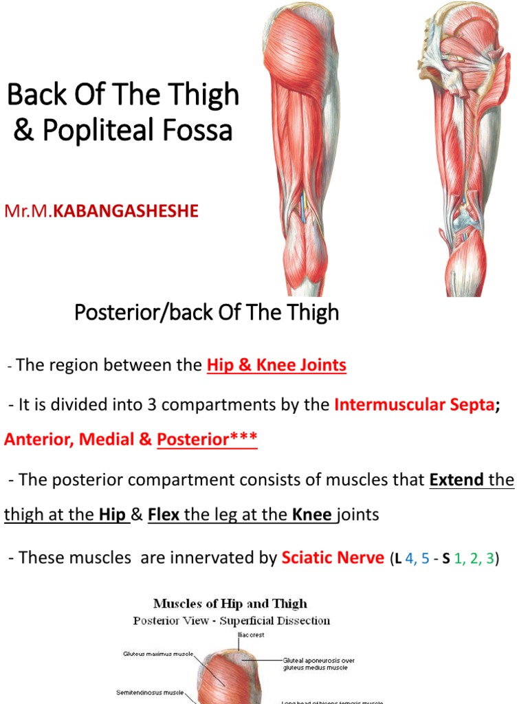 The Back of The Thigh & Popliteal Fossa-Tutorial PDF | PDF | Human Leg ...
