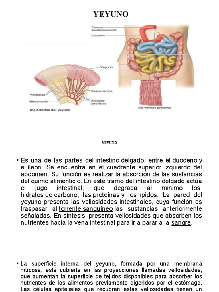 Intestino Delgado Yeyuno e Íleon | PDF | Intestino delgado | Anatomía