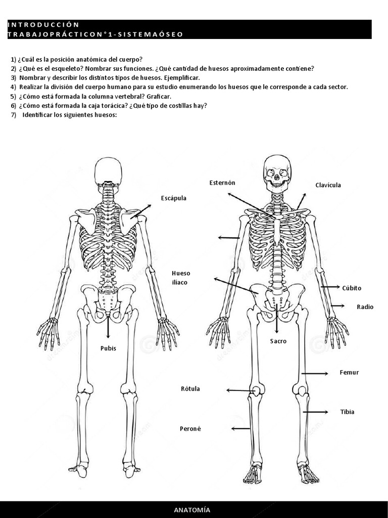 Esqueleto Humano | PDF | Esqueleto | Hueso
