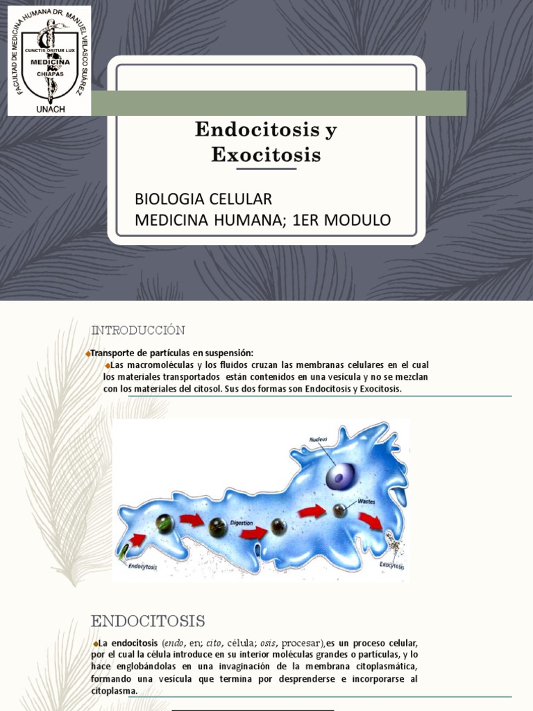Endocitosis | PDF