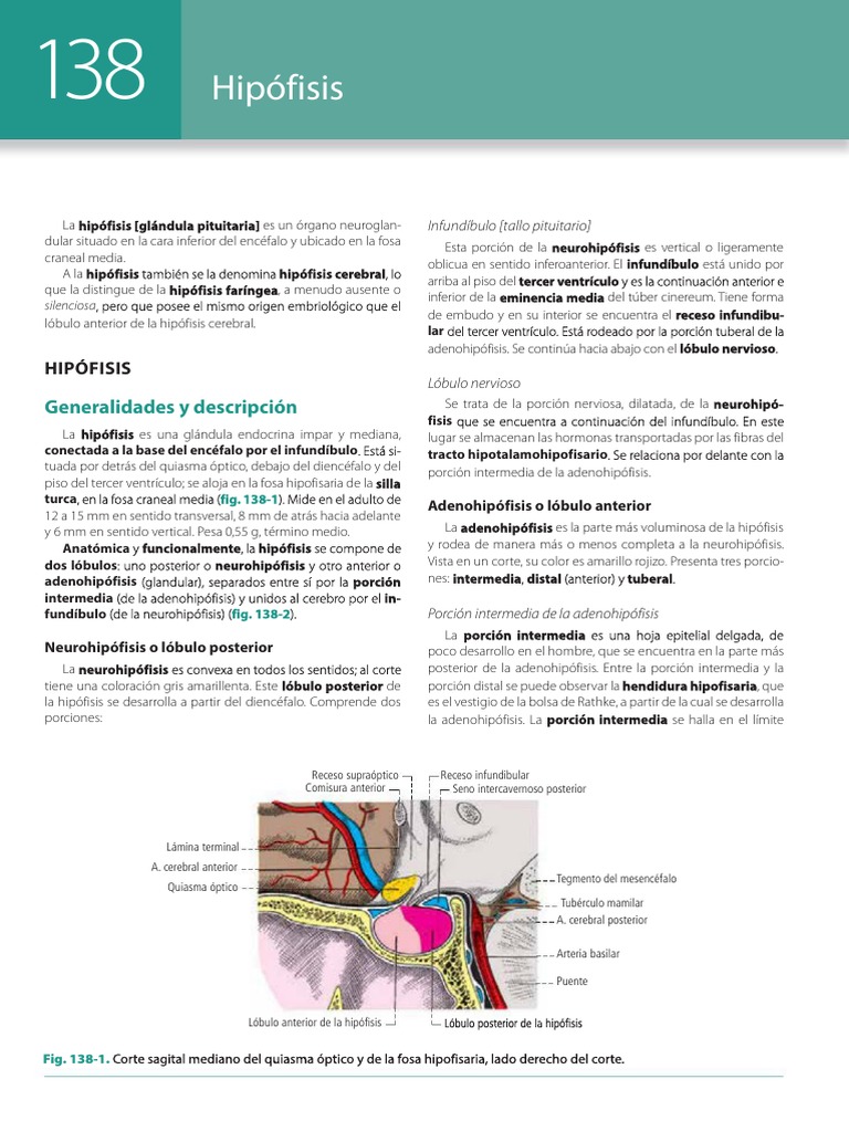 Latarjet - Ruiz Liard Anatomia Humana 5a Edicion T2-779-785 | PDF ...