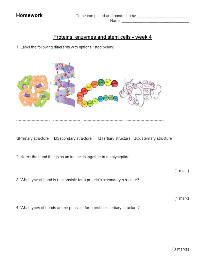 Protein and Enzyme Worksheet | PDF | Enzyme | Proteins