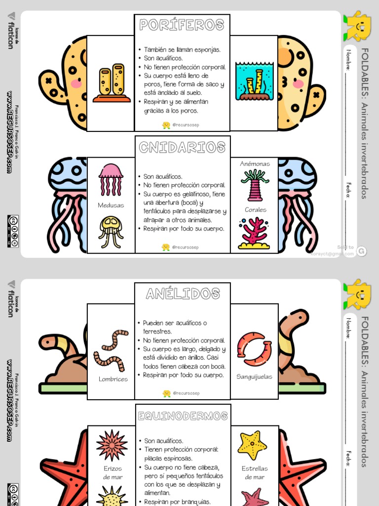 Foldables de Animales Invertebrados | PDF | Branquia | Tentáculo