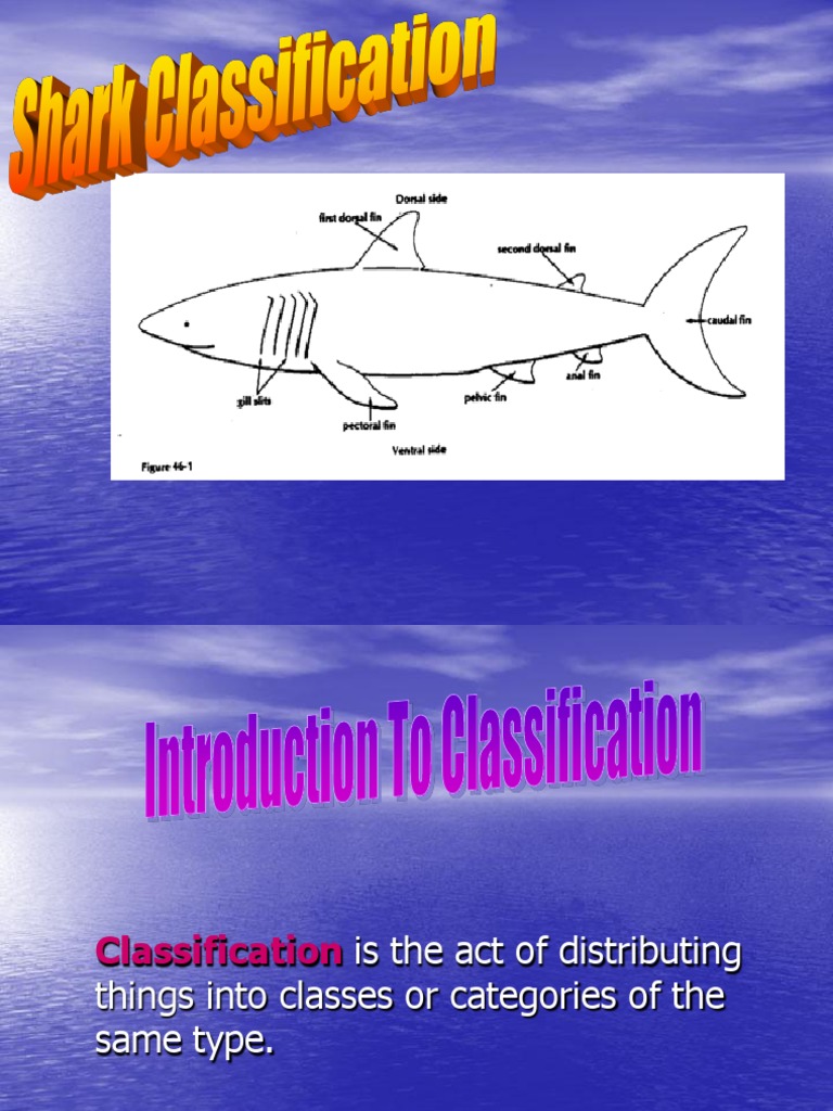 Shark Taxonomy and Classification Guide | PDF | Elasmobranchii | Fish
