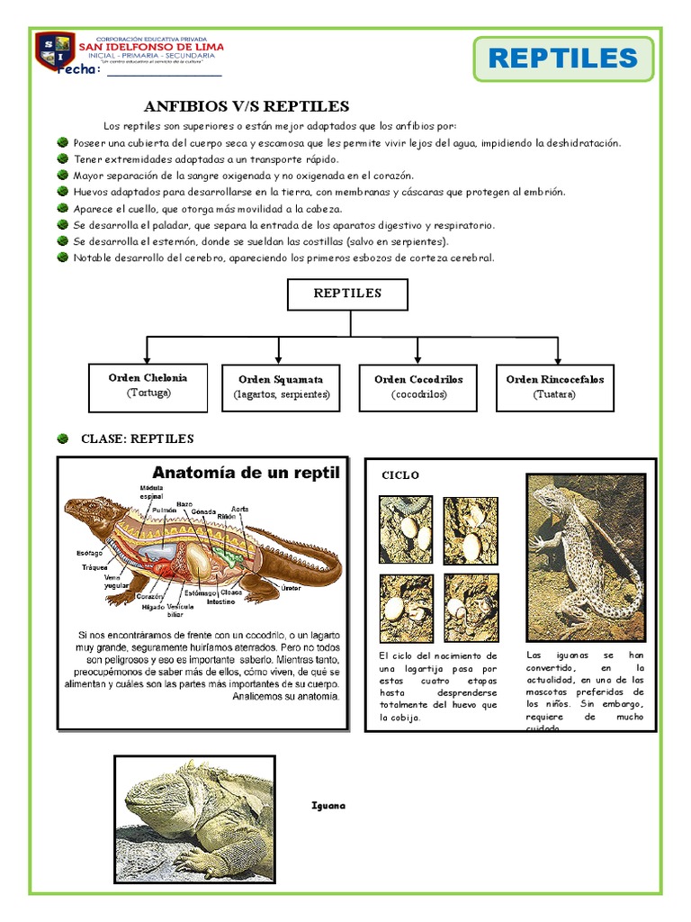 Los Reptiles | PDF