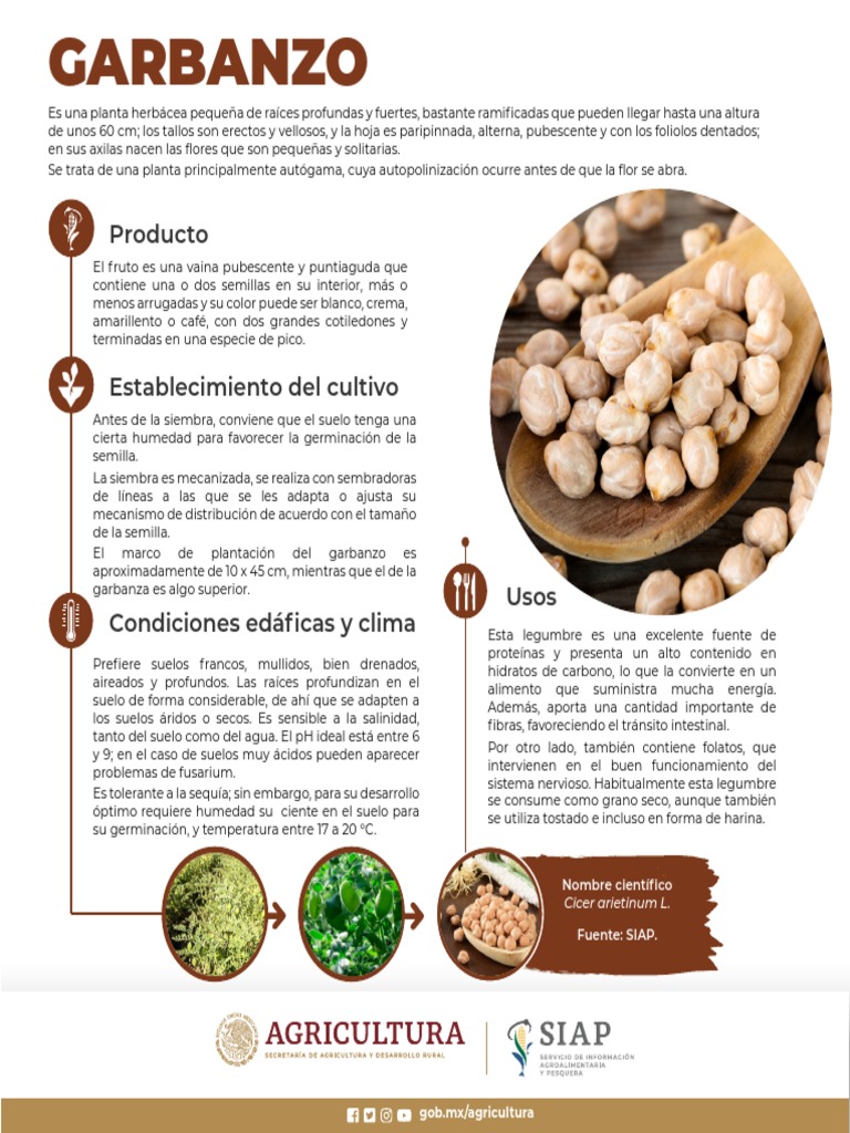 Garbanzo | PDF | Garbanzo | Plantas