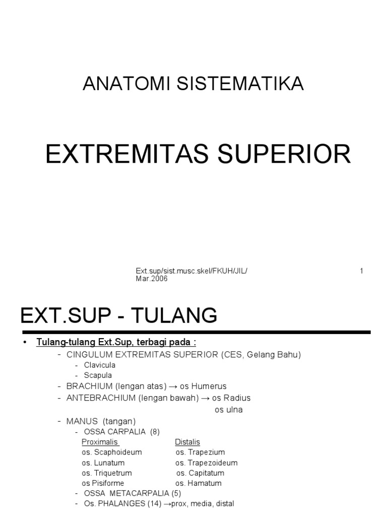 Extremitas Superior | PDF