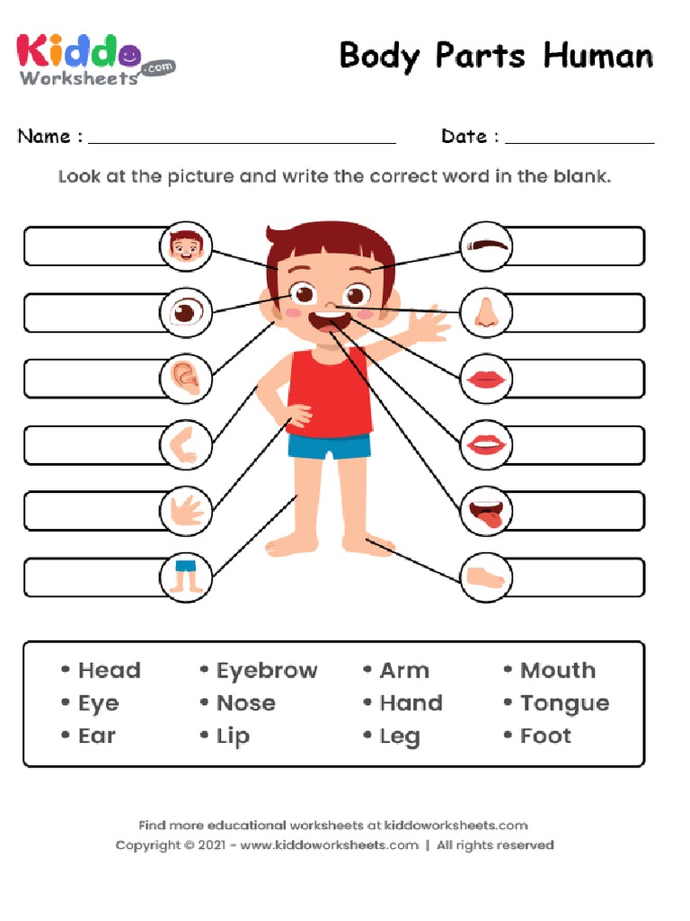 Body parts (2) | PDF