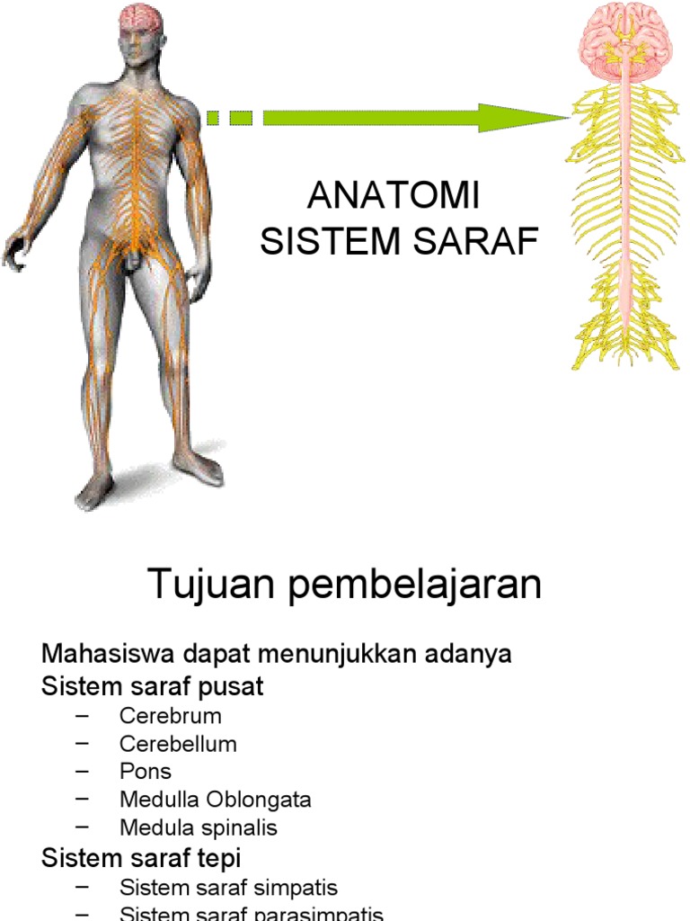 Anatomi Sistem Saraf: Pusat & Tepi | PDF