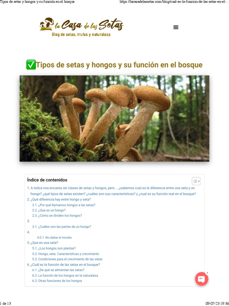 Tipos de Setas y Hongos y Su Función en El Bosque | Descargar gratis ...
