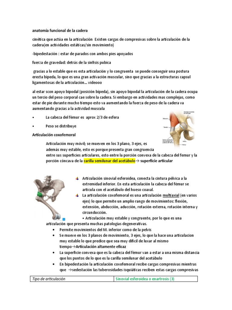 Anatomía Funcional de La Cadera Resumen | PDF