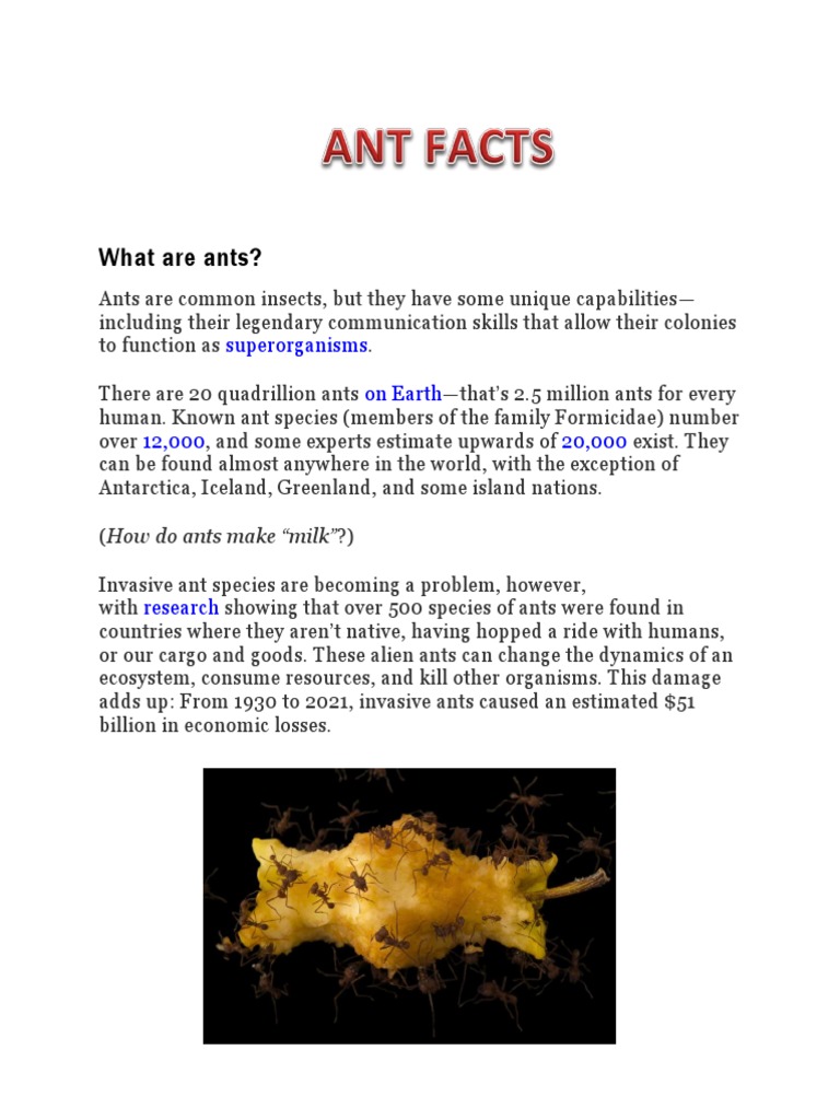 What Are Ants | PDF | Ant | Insects
