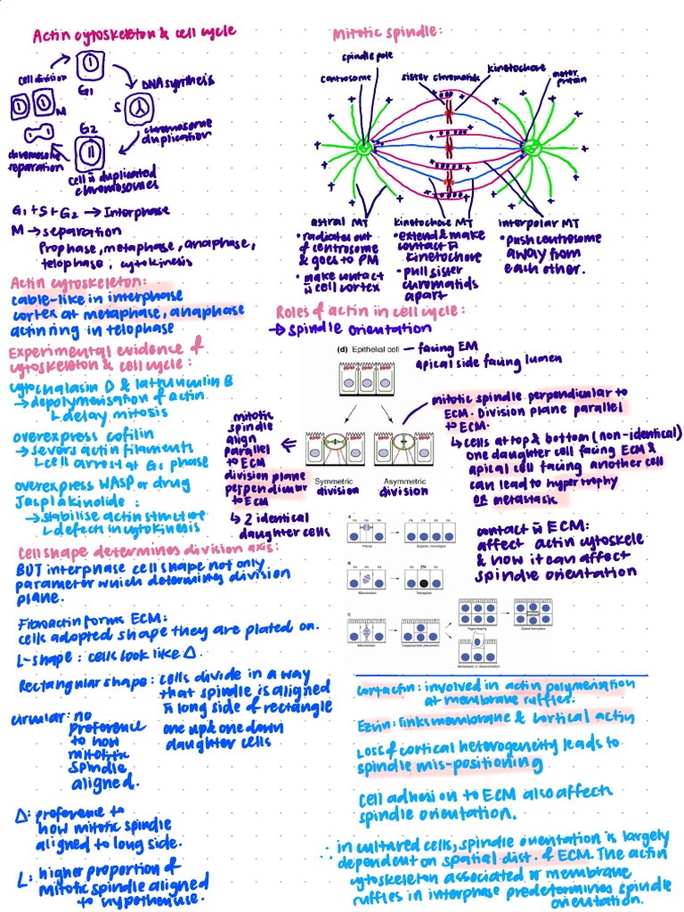 Cell Cycle Notes Pdf