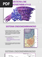 Tipos y Funciones del Transporte Vesicular | PDF | Biología de membrana ...