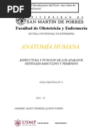 Anatomía del Cuerpo de Highmore | PDF | Testículo | Próstata
