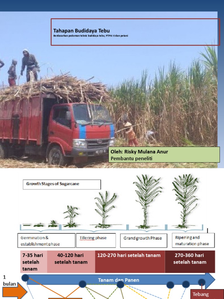 Budidaya Tebu | PDF