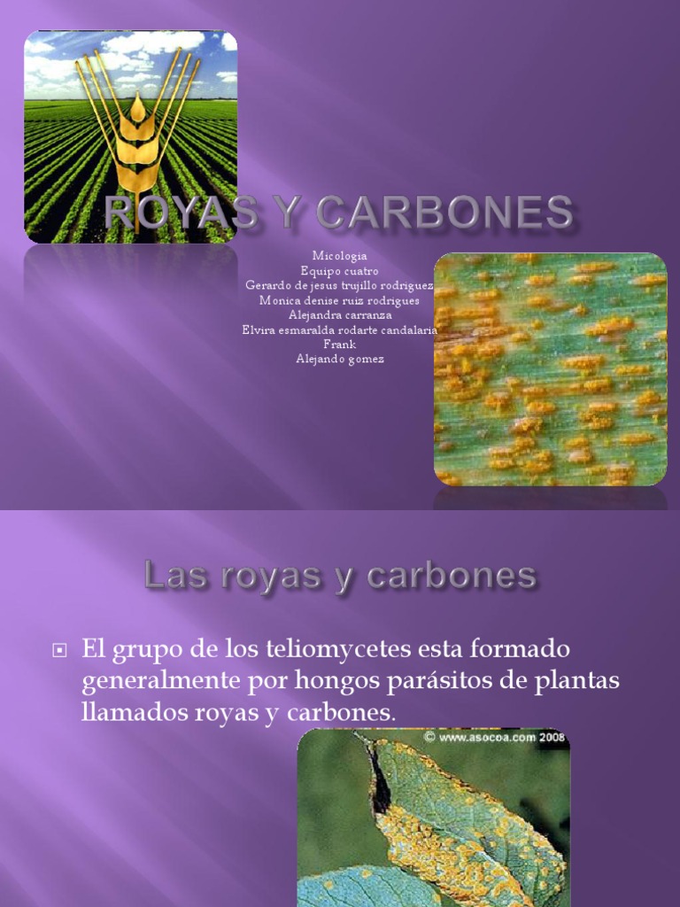 Hongos Teliomycetes: Royas y Carbones | PDF | Hongo | Plantas