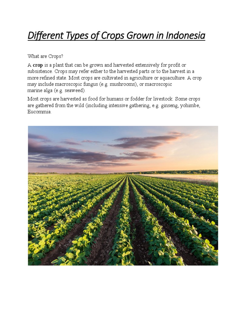 Types of Crops in Indonesia | PDF | Crops | Agriculture