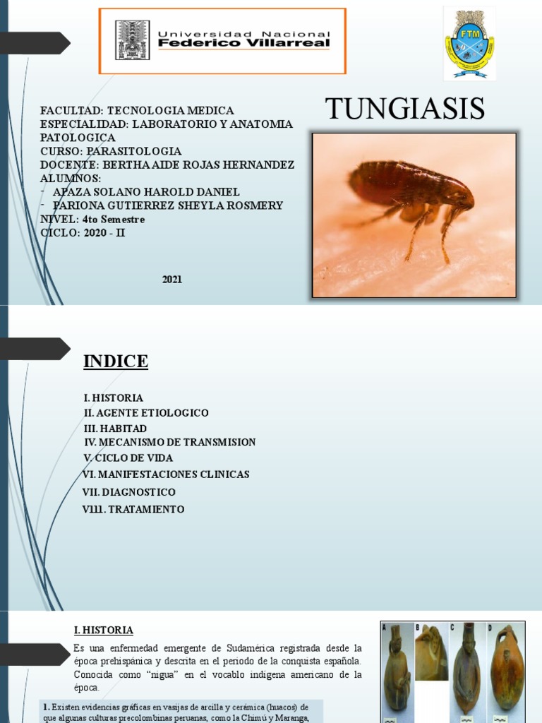 Ciclo de Vida de la Tungiasis | PDF | Hogar, jardinería y bricolaje ...