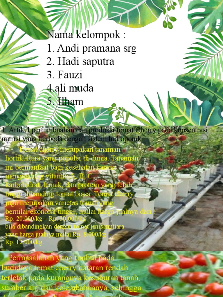 Hortikultura Tomat | PDF