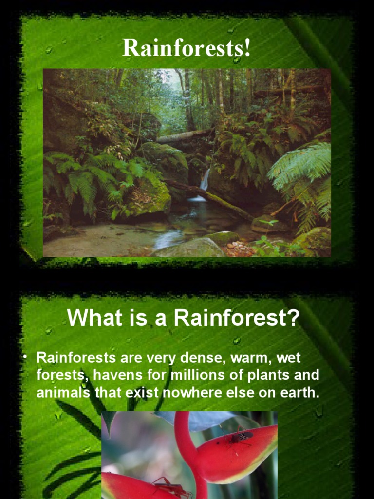 Rainforests 1 | PDF | Rainforest | Temperate Climate