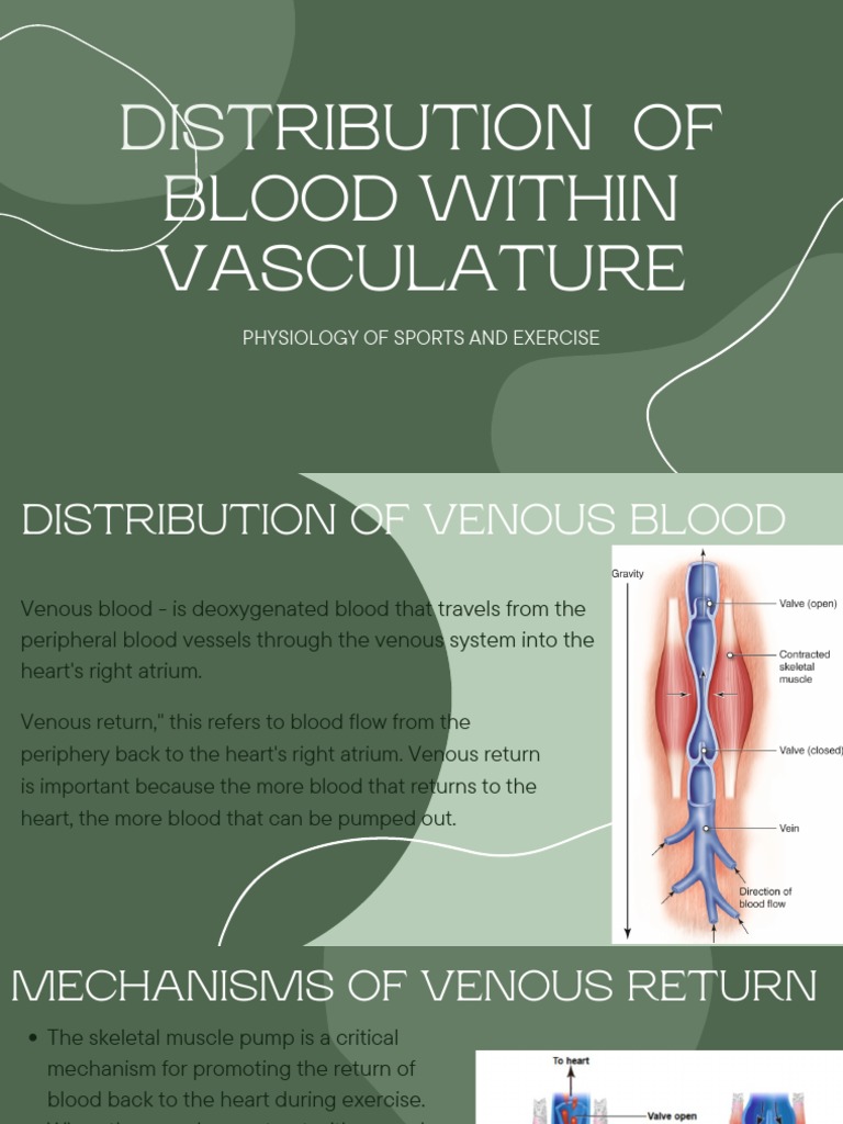Distribution of Blood Within Vasculature | PDF