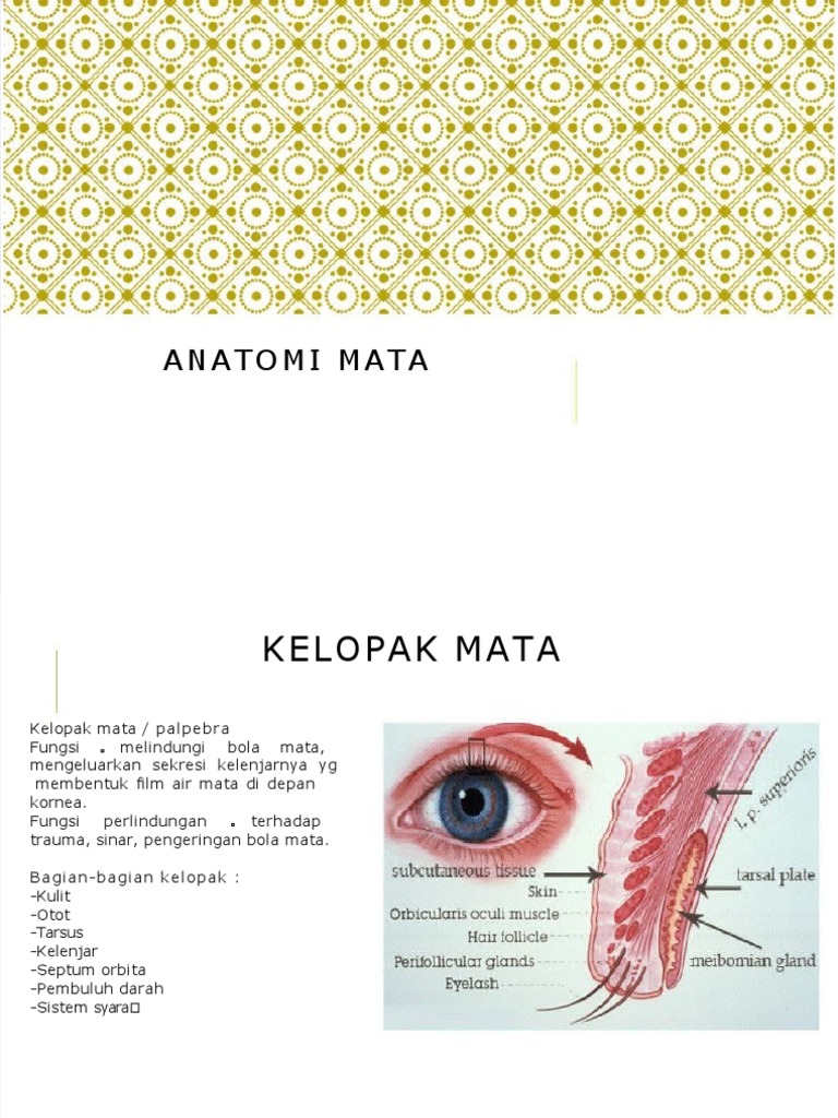 Dokumen - Tips PPT Anatomi Mata | PDF
