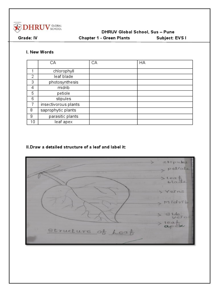 Grade IV EVS I L1 Green Plants Notebook Work | PDF | Leaf | Plants