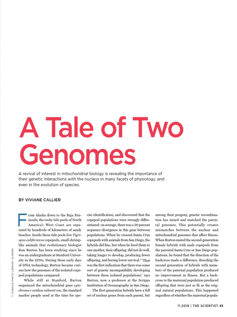 The Scientist - 2019 Tale of Two Genomes | PDF | Mitochondrion | Gene