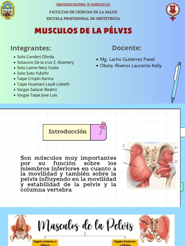 Anatomía de los Músculos de la Pelvis | PDF | Anatomía humana ...