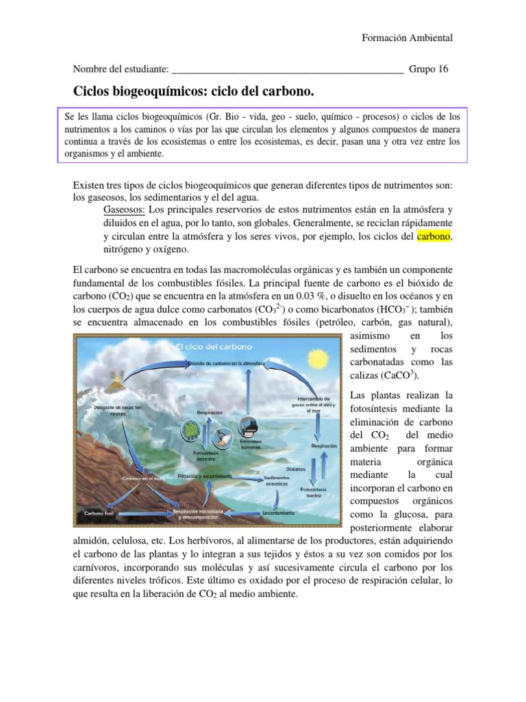 Ciclo Del Carbono | PDF | Dióxido de carbono | Ciclo del carbono
