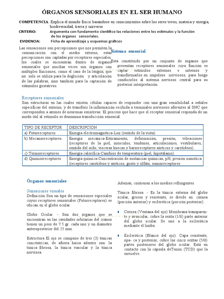 4º Ficha - Sistema-Sensorial 04-07-23 RESUELTO | PDF | Oído | Escuchando