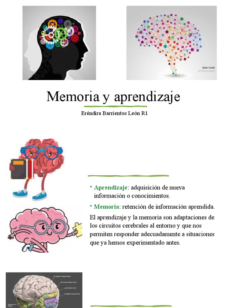 Memoria Y Aprendizaje Descargar Gratis Pdf Memoria Receptor Nmda