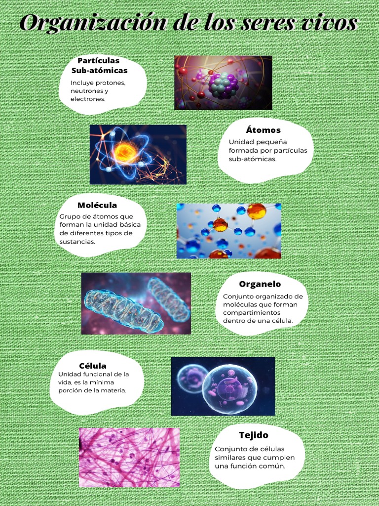 CYT - Organización de Los Seres Vivos (1) .. | PDF