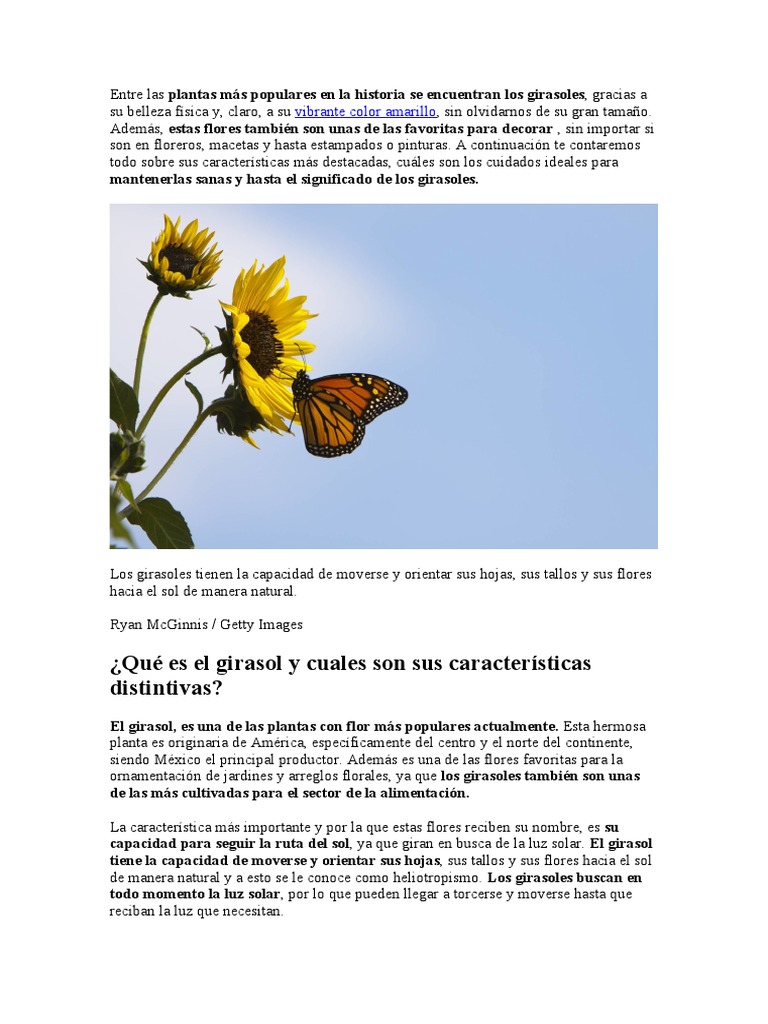 Girasoles: Belleza y Cultivo Ideal | PDF | Flores | Plantas