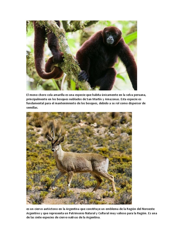 El Mono Choro Cola Amarilla Es Una Especie Que Habita Únicamente en La Selva Peruana | PDF