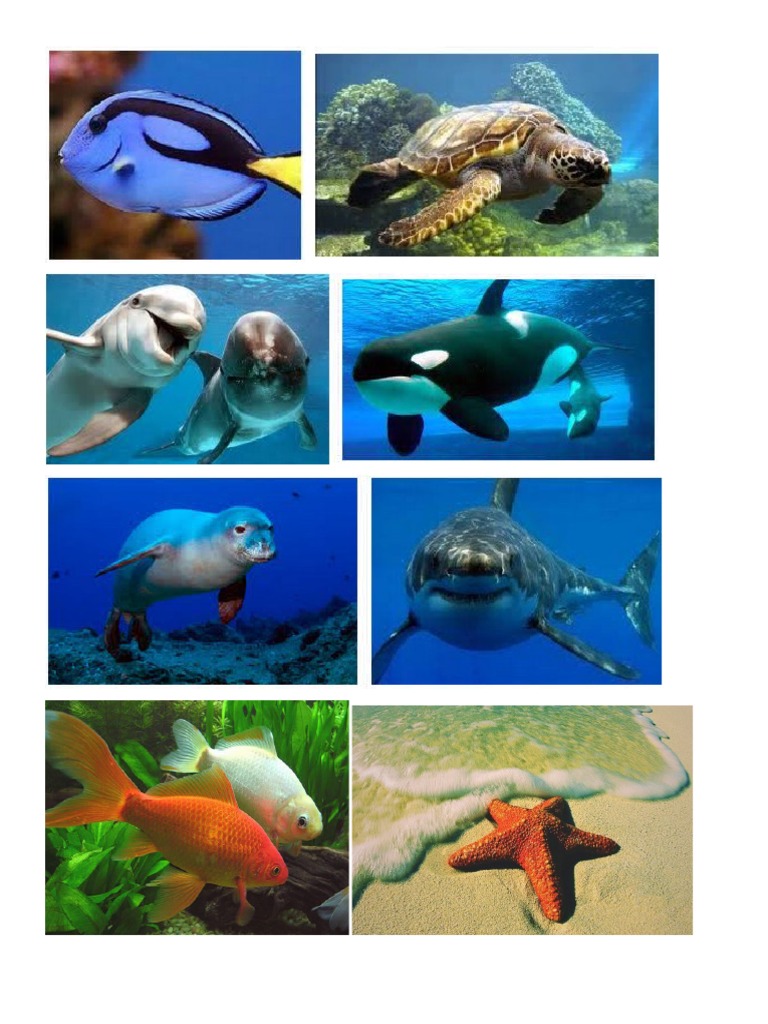 Animales Acuaticos | PDF