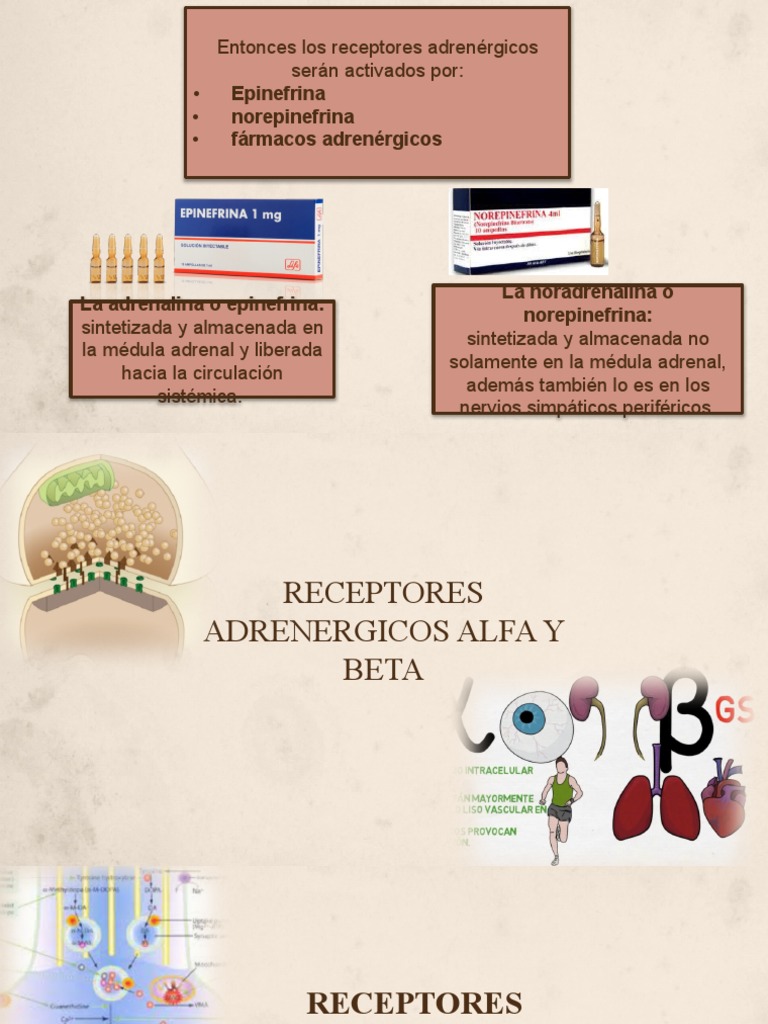 Receptores Adrenergicos | PDF | Norepinefrina | Sistema endocrino