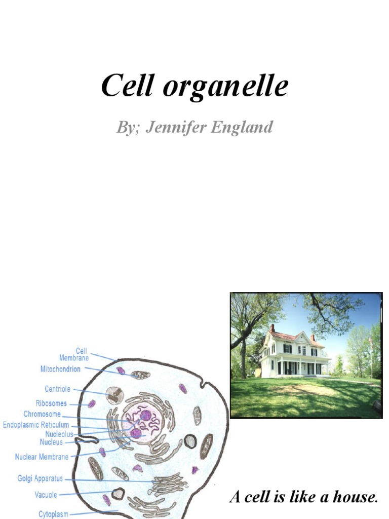Cell Is Like A House | PDF | Science & Mathematics