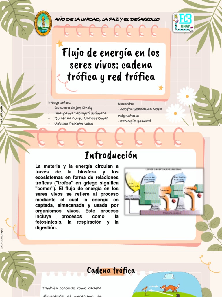 Flujo de Energía en Los Seres Vivos Cadena Trofica y Red Trofica ...