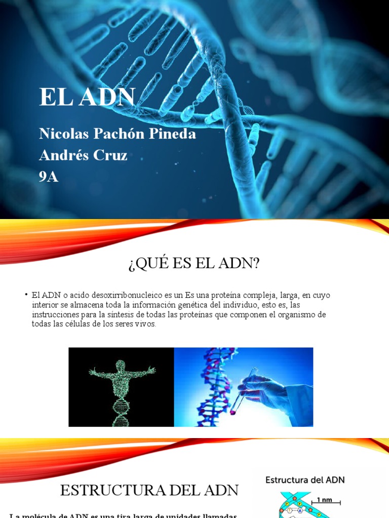 El ADN | PDF