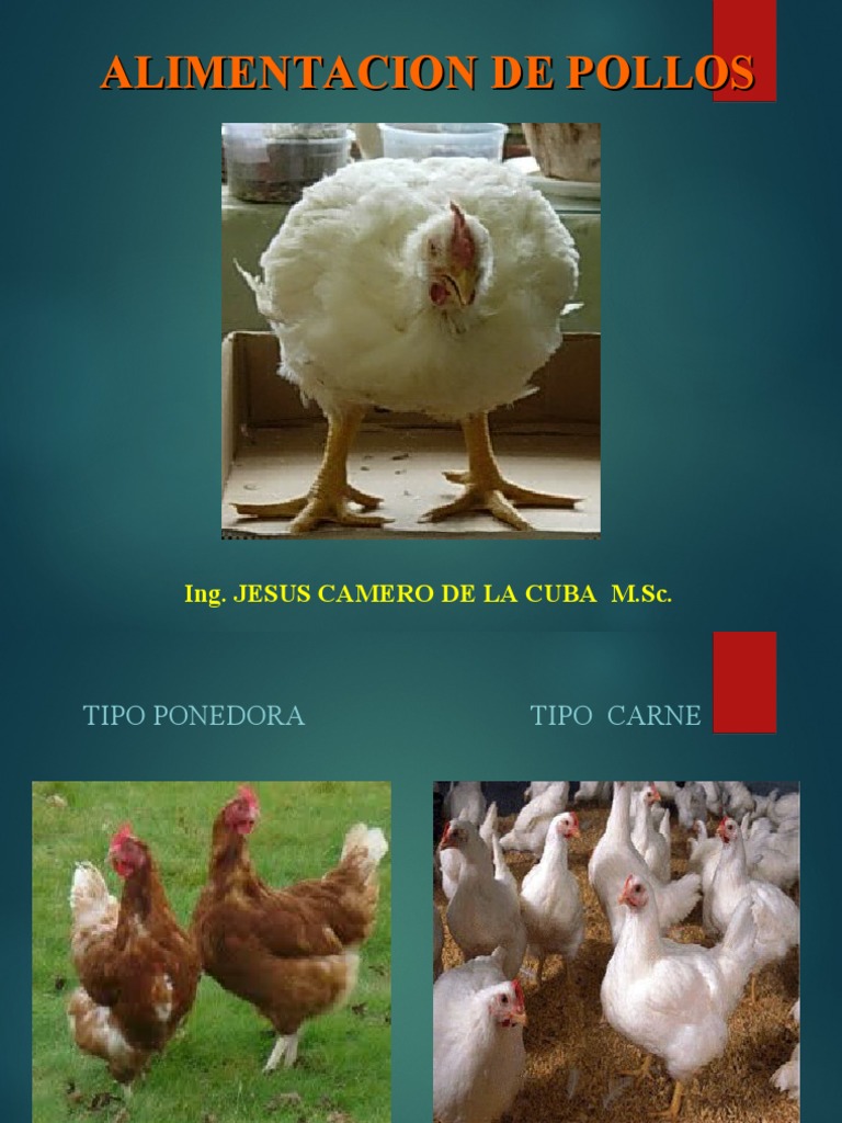 Alimentación y Genética de Pollos | PDF | Nutrición | Dieta y nutrición
