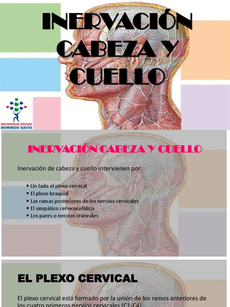 Inervación de Cabeza y Cuello | PDF | Sistema nervioso | Sistema ...