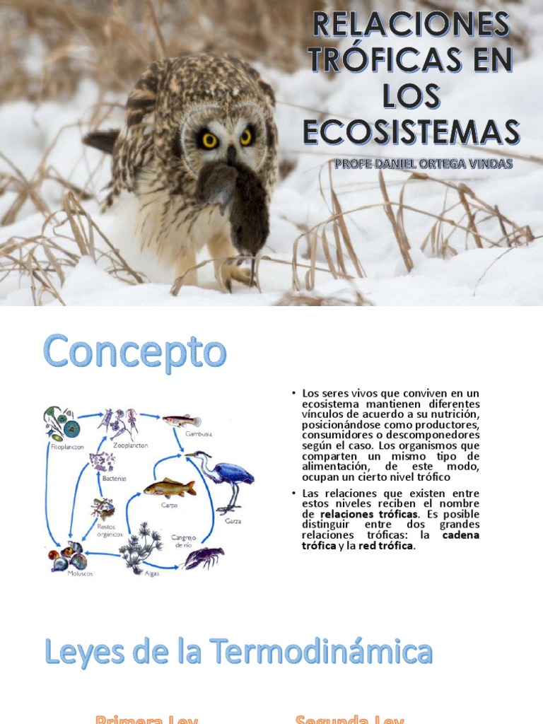 11 2 Relaciones Troficas en Los Ecosistemas | PDF