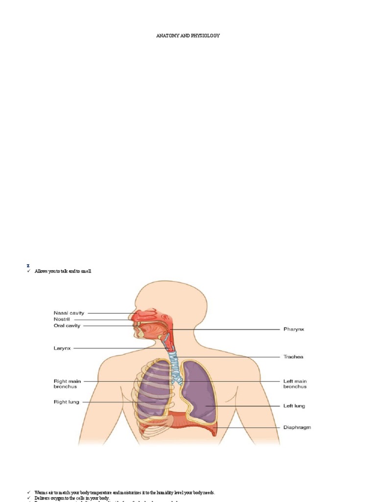 Anatomy 7062113972923606793 | PDF | Lung | Respiratory Tract