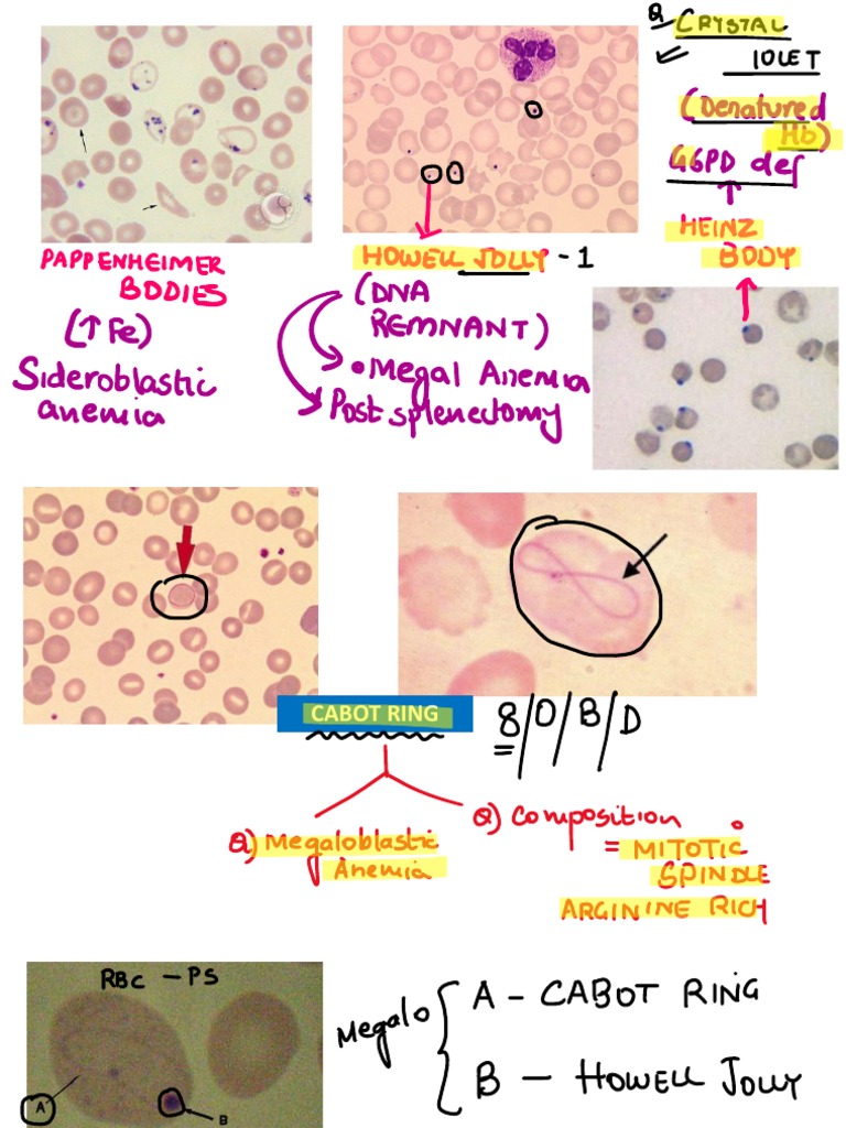 RBC Shapes and Inclusions | PDF