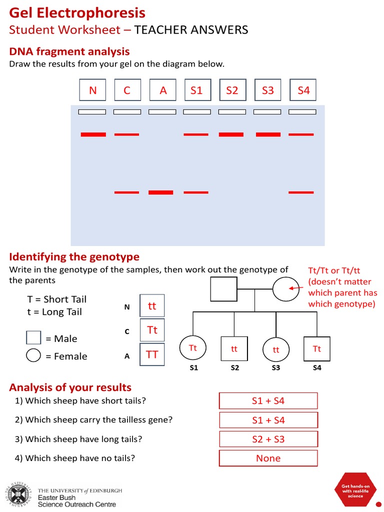 Gel Electrophoresis Worksheet Teacher Answers | PDF | Genotype | Primer ...